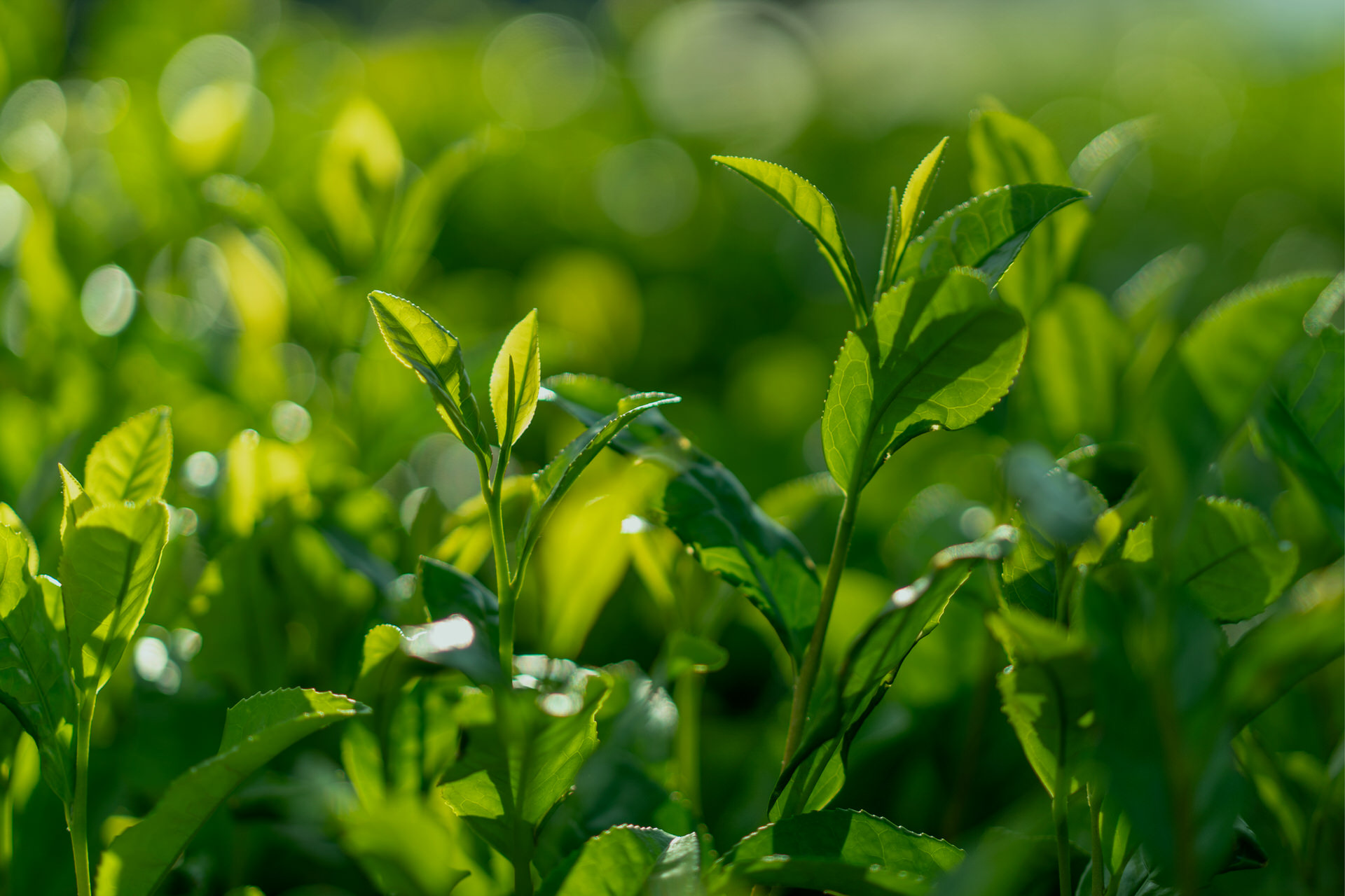 Wasachi – THE BEST MATCHA